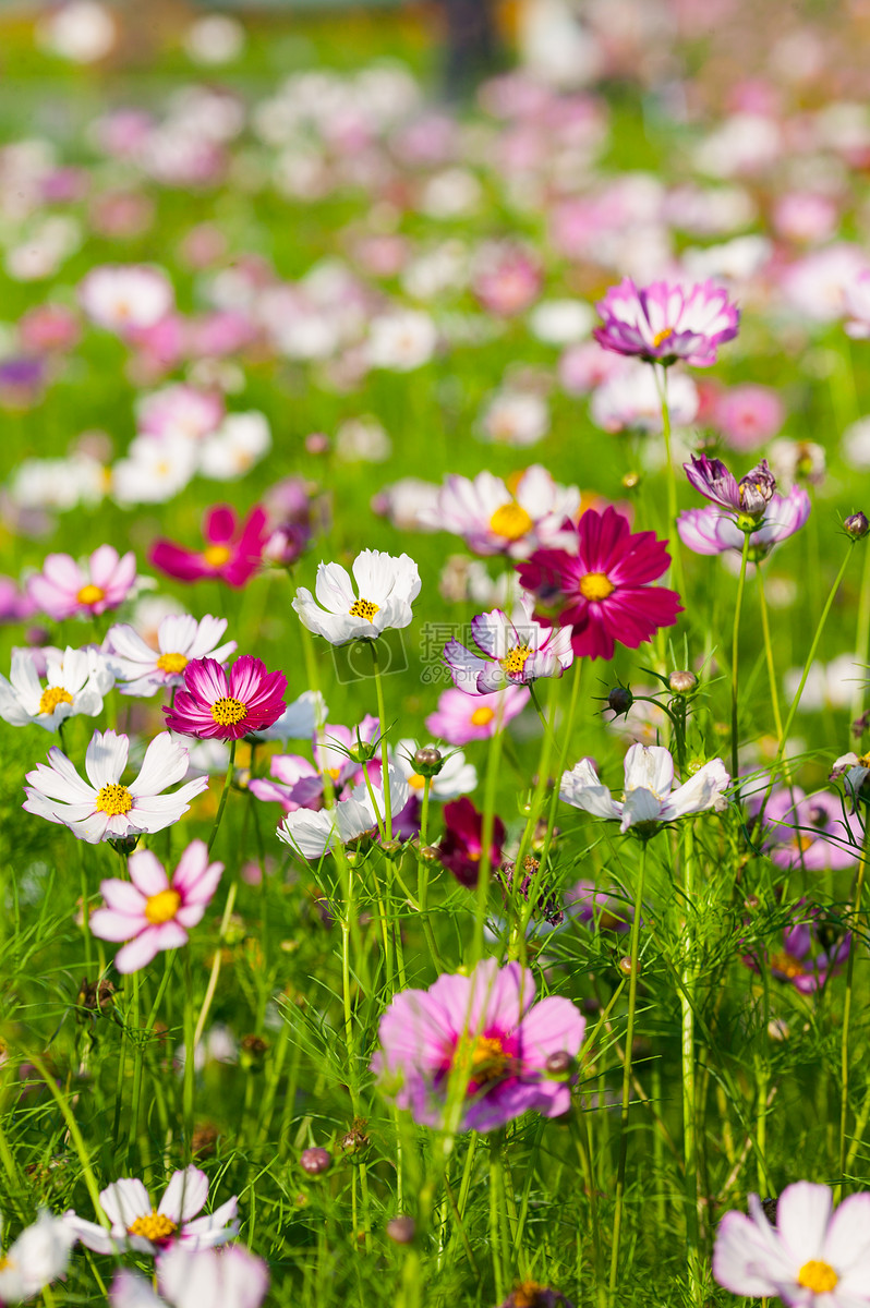 花朵高清图片下载-正版图片500534564-摄图网